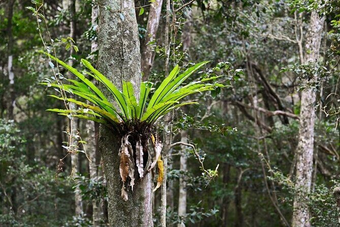 Sea Acres National Park: Aboriginal cultural tour - Key Points