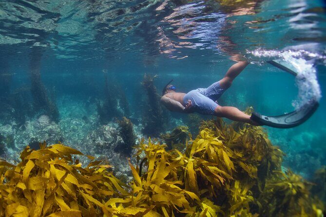Sea Cave Adventures in Whitianga - Detailed Breakdown of the Itinerary