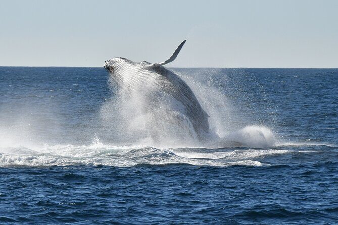 Sea Cliff Bridge Tours with Whale Watching and Wine Tasting - A Day Beyond Sydney: Sea Cliff Bridge Tours with Whale Watching and Wine Tasting