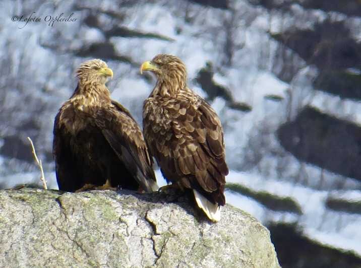 Sea Eagle/Nature Safari - Key Points