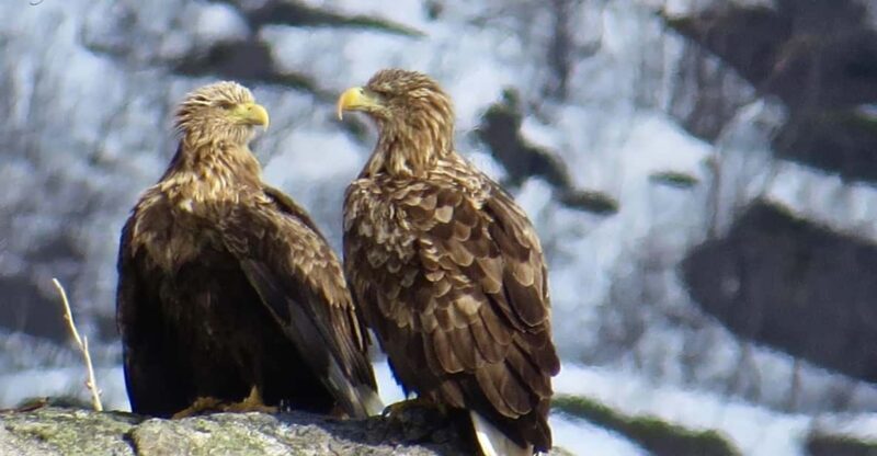 Sea Eagle/Nature Safari - The Sum Up: Is It Worth It?