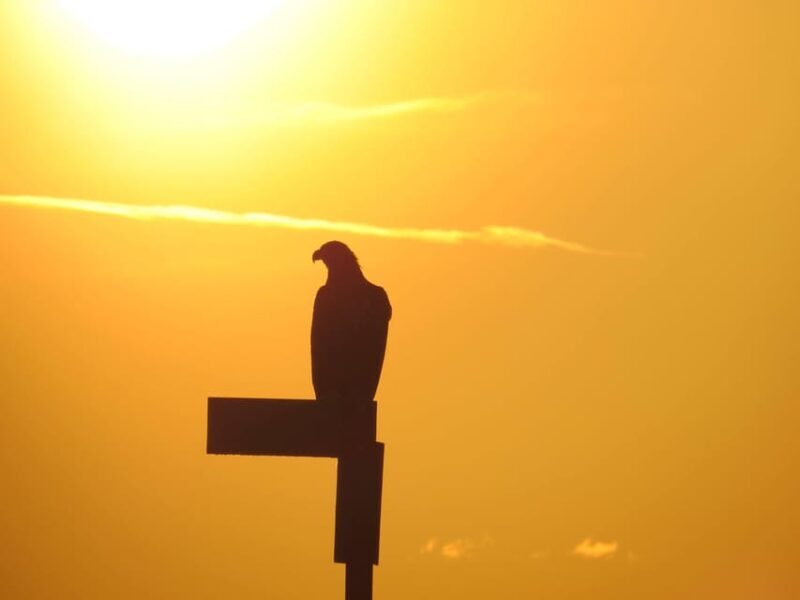 Sea Eagle/Nature Safari - FAQ