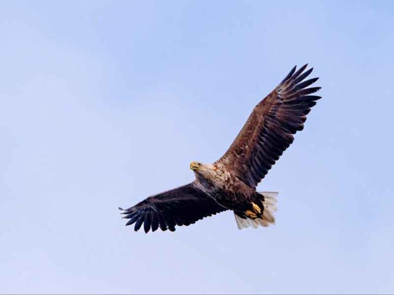 Sea Eagle Sunset Cruise - Key Points