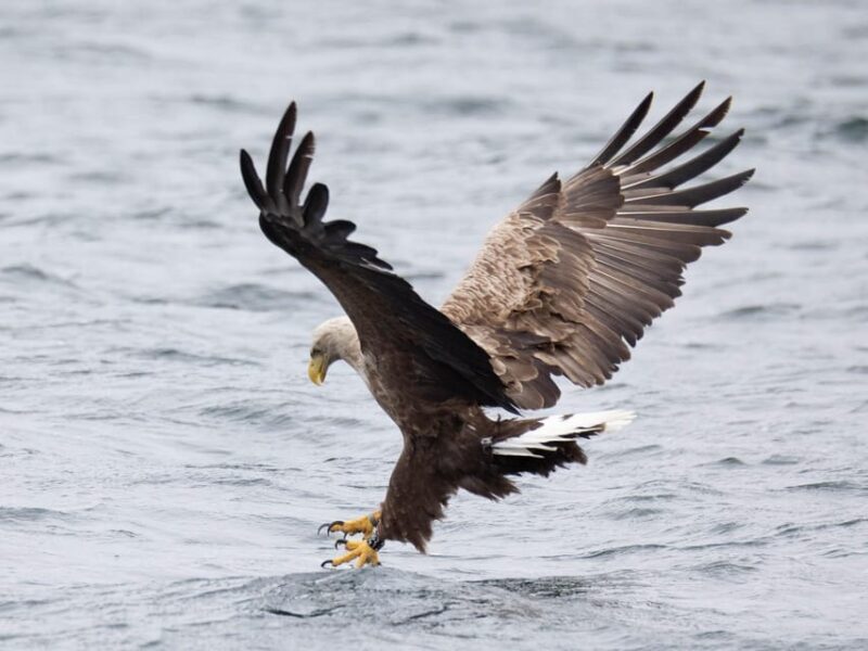 Sea Eagle Sunset Cruise - Who Will Love This Tour?