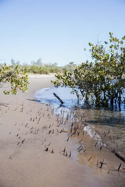 Sea Kayak Tour - Mangrove Safari - Who Will Love This Tour?