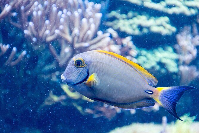 SEA LIFE Aquarium Grapevine Admission Ticket - Practical Tips for Visiting