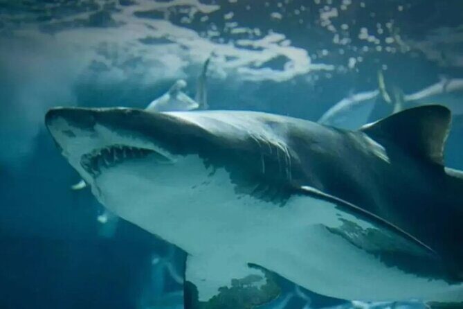 Sea Life Bangkok Ocean World Tickets - Who Should Visit?