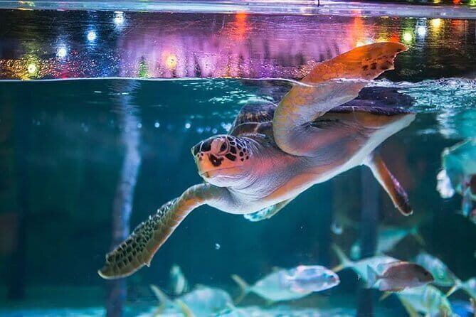 SEA LIFE Bangkok Ocean World Tickets - What to Expect at SEA LIFE Bangkok Ocean World