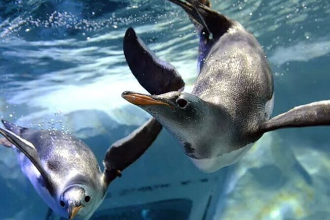 SEA LIFE Bangkok Ocean World Tickets - FAQs