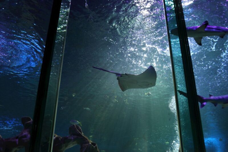 SEA LIFE Blackpool Entrance Ticket - Key Points