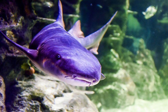 SEA LIFE Brighton Admission Ticket - Final Thoughts: Who Will Love SEA LIFE Brighton?