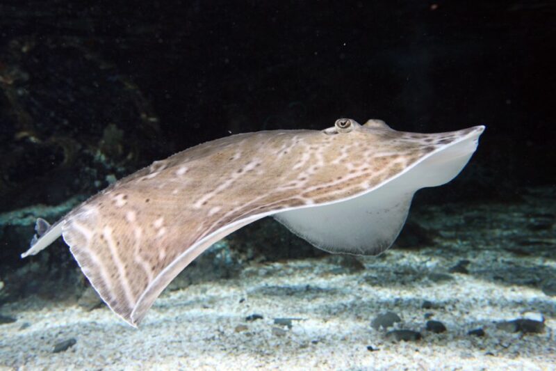 SEA LIFE Great Yarmouth - The highlights that make it worthwhile