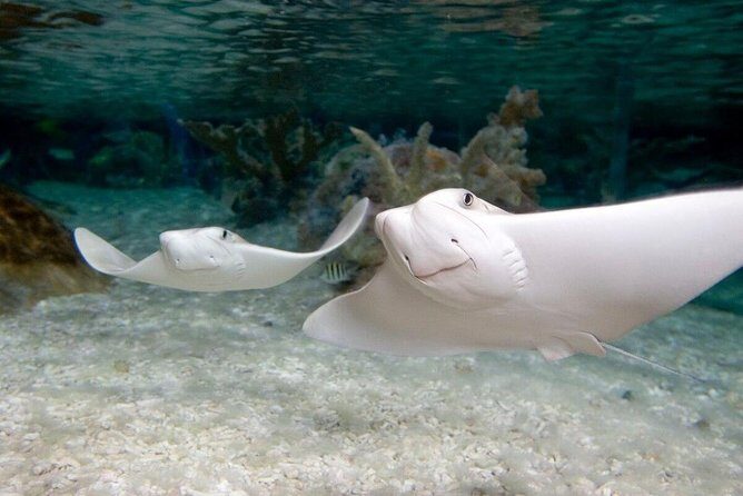 SEA LIFE Kansas City Aquarium Admission Ticket - FAQs