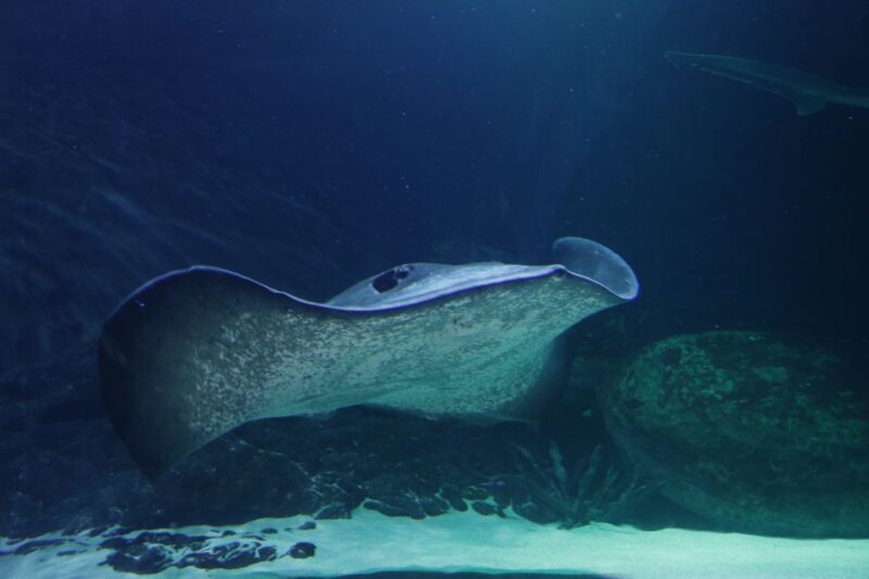 Sea Life Kelly Tarlton's Aquarium General Admission - Who Will Love Kelly Tarlton’s Aquarium?