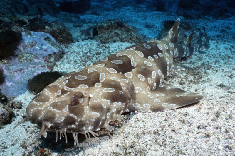 Sea Life Kelly Tarlton's Aquarium General Admission - FAQ