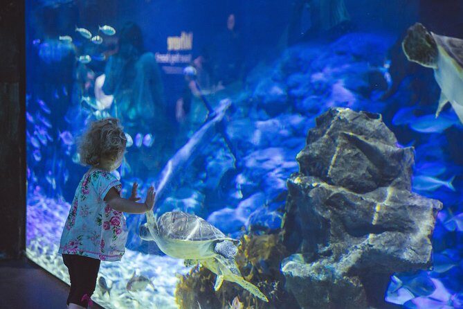 SEA LIFE Kelly Tarlton's General Admission - An Inside Look at SEA LIFE Kelly Tarltons