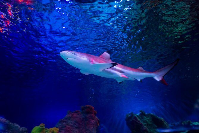 SEA LIFE Loch Lomond General Admission Ticket - Who Will Love This Experience?