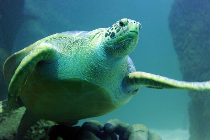 SEA LIFE Michigan Aquarium Admission Ticket - The Bottom Line: Who Will Appreciate SEA LIFE Michigan?