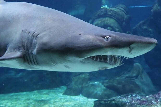 SEA LIFE Ocean World in Bangkok Admission Ticket - Frequently Asked Questions