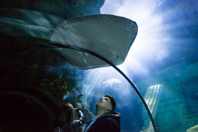 SEA LIFE Porto Full-Day Entrance Ticket - Marine Life Exhibits: Small but Fascinating