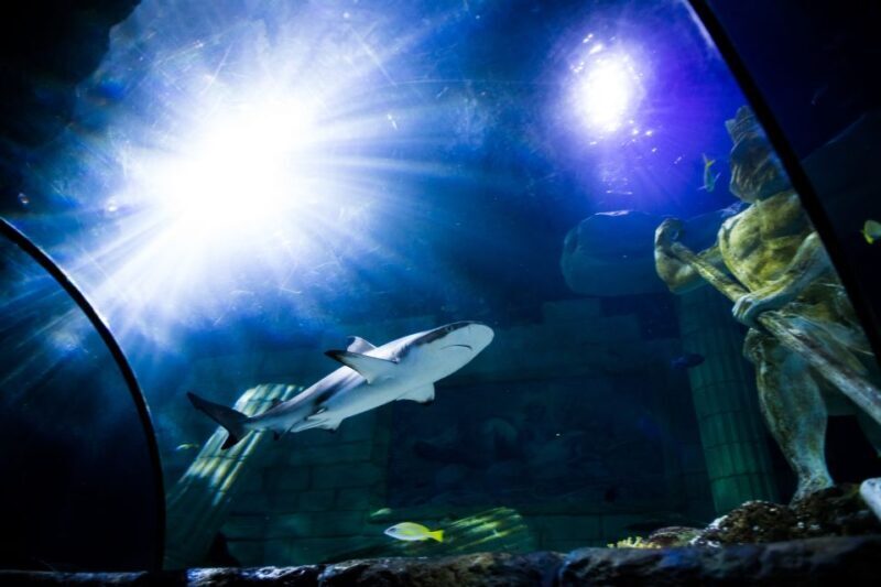 SEA LIFE Porto Full-Day Entrance Ticket - Dining with a View