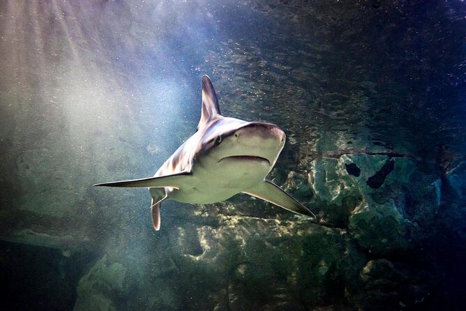 SEA LIFE San Antonio Admission Ticket - The Itinerary in Detail
