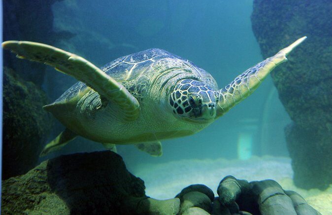 SEA LIFE San Antonio Admission Ticket - Practical Considerations: What to Expect