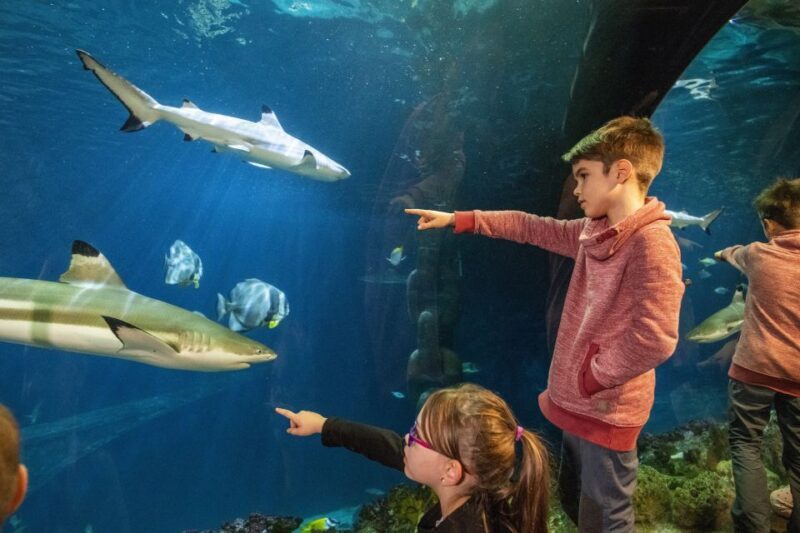 Sea Life Speyer Ticket - An In-Depth Look at Sea Life Speyer: What to Expect