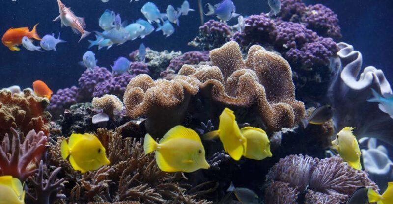 Sea Life Speyer Ticket - Practical Considerations