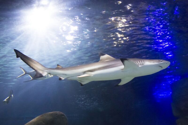Sea Life Speyer Ticket - FAQs