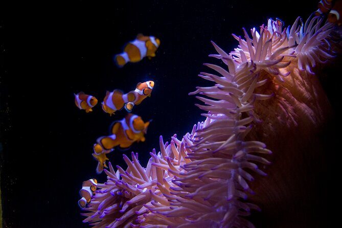 SEA LIFE Sunshine Coast Aquarium Entrance Ticket - A Closer Look at the Sunshine Coast SEA LIFE Aquarium