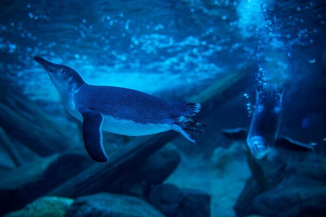 SEA LIFE Sunshine Coast Aquarium Entrance Ticket - Who Will Love This Experience?