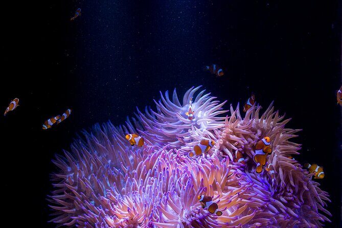 SEA LIFE Sunshine Coast Aquarium Entrance Ticket - FAQ about SEA LIFE Sunshine Coast Aquarium