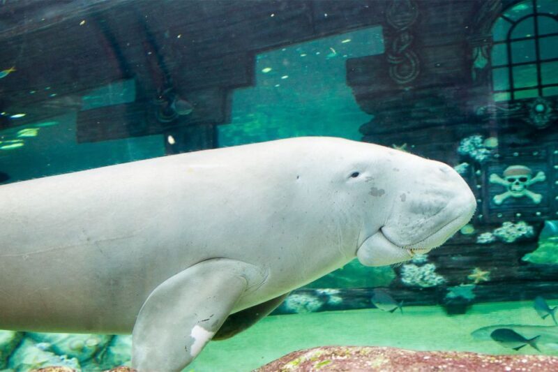 SEA LIFE Sydney Aquarium Entry Ticket - The Experience: What to Expect at SEA LIFE Sydney Aquarium