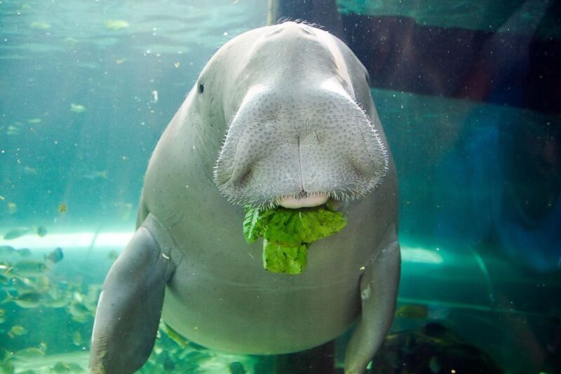 SEA LIFE Sydney Aquarium Entry Ticket - Frequently Asked Questions