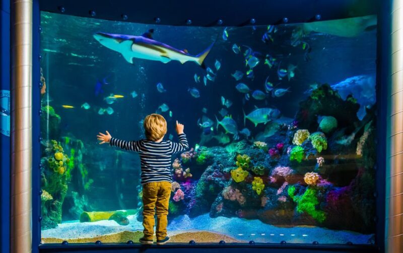 SEA LIFE Timmendorfer Strand Ticket - Exploring the Underwater World at SEA LIFE Timmendorfer Strand