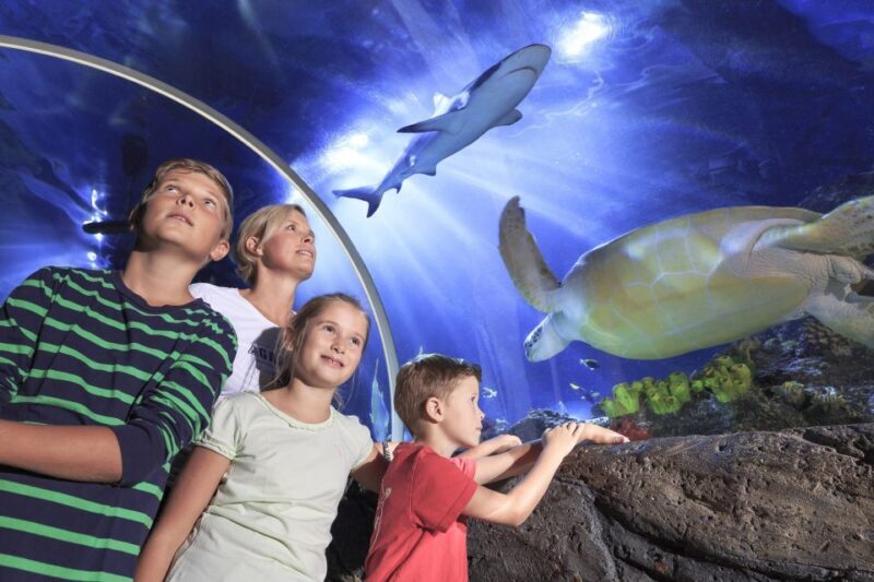 SEA LIFE Timmendorfer Strand Ticket - In The Sum Up: Who Will Appreciate SEA LIFE Timmendorfer Strand?