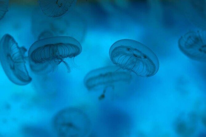 SEA LIFE Weymouth Admission Ticket - A Balanced View: The Good and the Not-So-Good