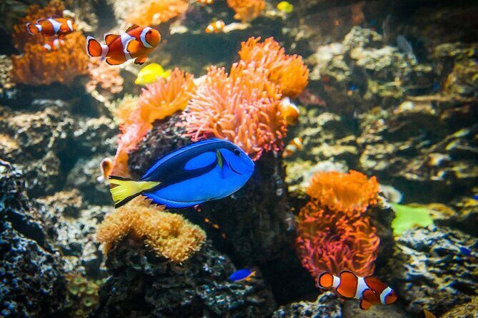 SEA LIFE Weymouth Admission Ticket - FAQs