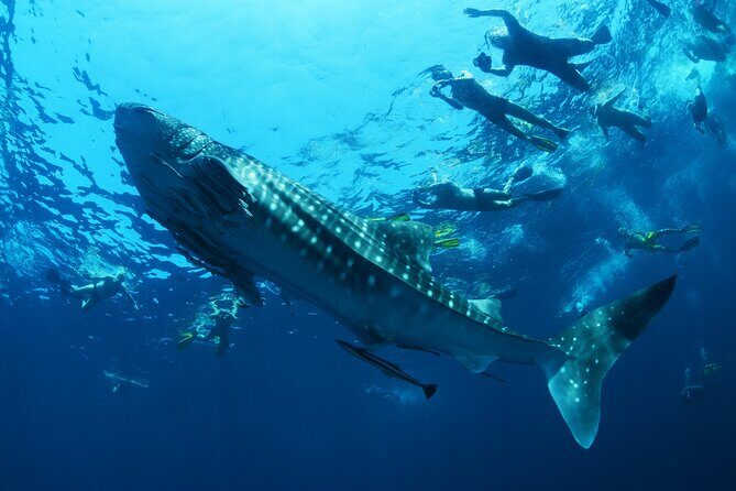 Sea of Cortez Combo: Whale Sharks, Sea Lions & Balandra Beach - Overview of the Experience