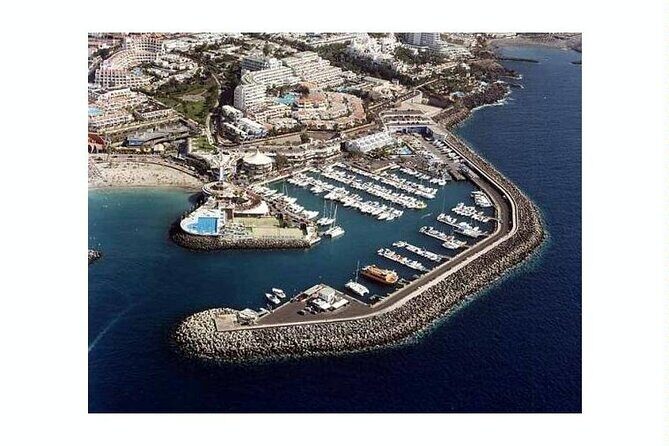SEA SAFARI Dolphins,Whales, snorkeling, snack, drink, 3h private - In-Depth Review of the Tenerife Sea Safari Tour