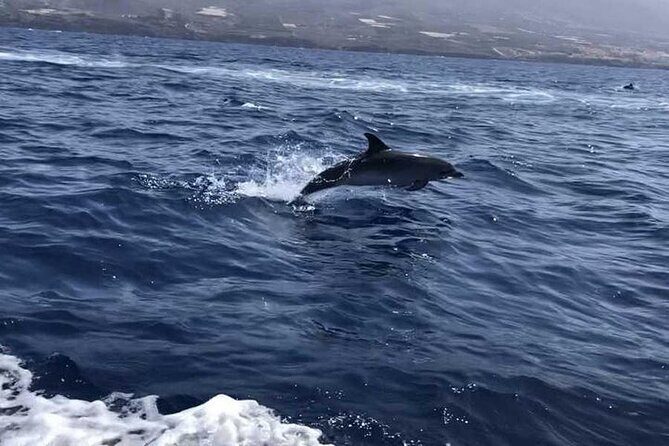 SEA SAFARI Dolphins,Whales, snorkeling, snack, drink, 3h private - FAQs: Practical Questions About the Sea Safari Tenerife Tour