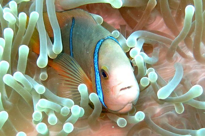 Sea Scooter Jet Snorkeling "Moorea Dream Adventure" - FAQ