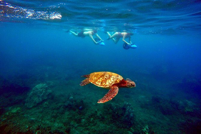 Sea Scooter Snorkeling Guided Tour - Wailea Beach - An In-Depth Look at the Maui Sea Scooter Snorkeling Experience