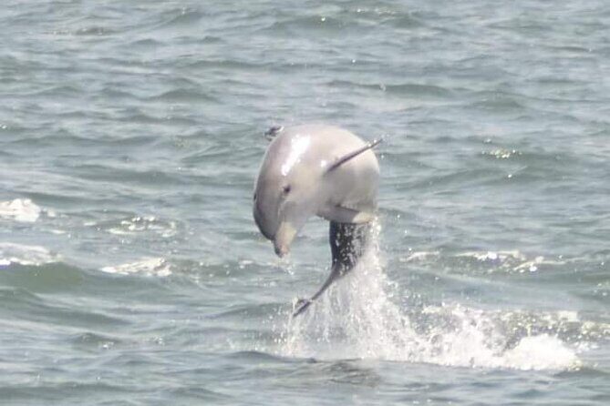 Sea Thunder Cruise-2 Hour Tour Surrounded by Dolphins in S.C - Exploring the Experience: What You Can Expect