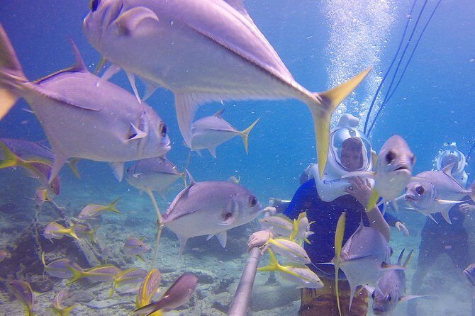 Sea Trek Helmet Dive at Coral World Ocean Park - Frequently Asked Questions