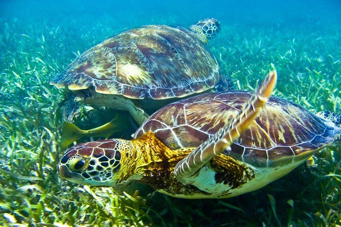 Sea turtle and cenotes half day Snorkeling Tour from Riviera Maya - Who Will Love This Tour