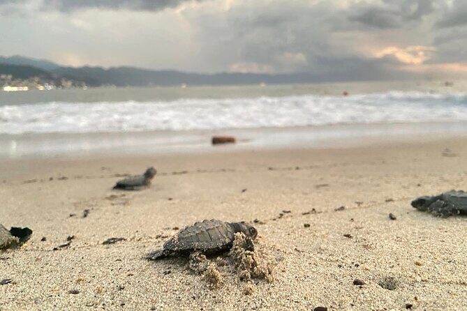 Sea Turtle Conservation Release Puerto Vallarta - Key Points