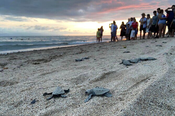 Sea Turtle Conservation Release Puerto Vallarta - An In-Depth Look at the Experience