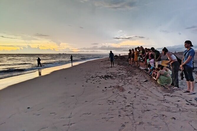 Sea Turtle Conservation Release Puerto Vallarta - FAQ